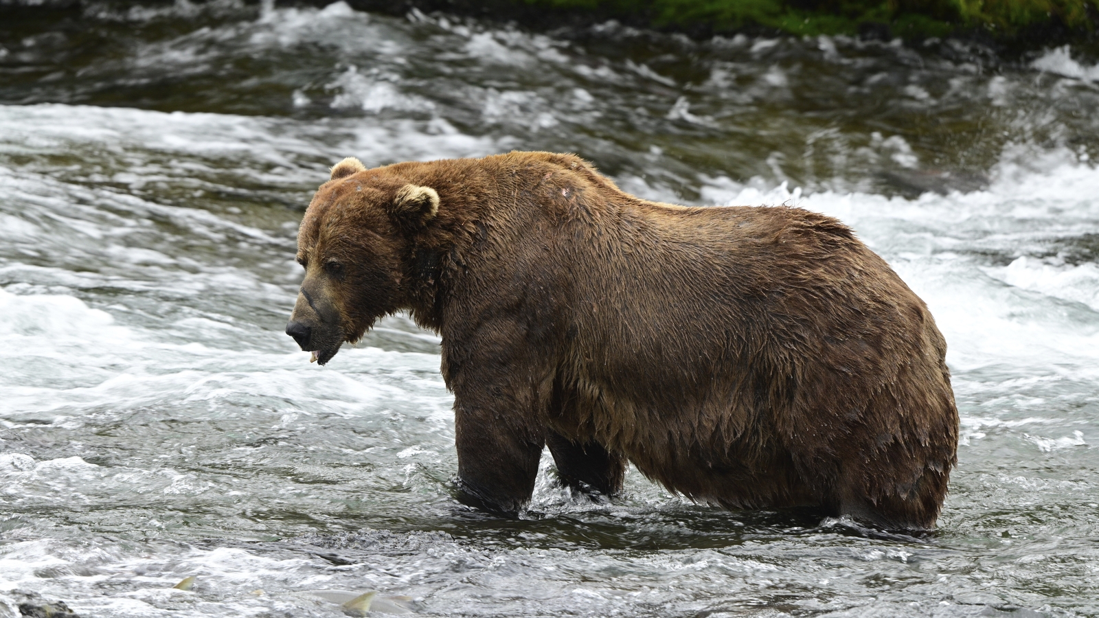 Voting begins as Fat Bear Week prepares to crown a new heavyweight ...