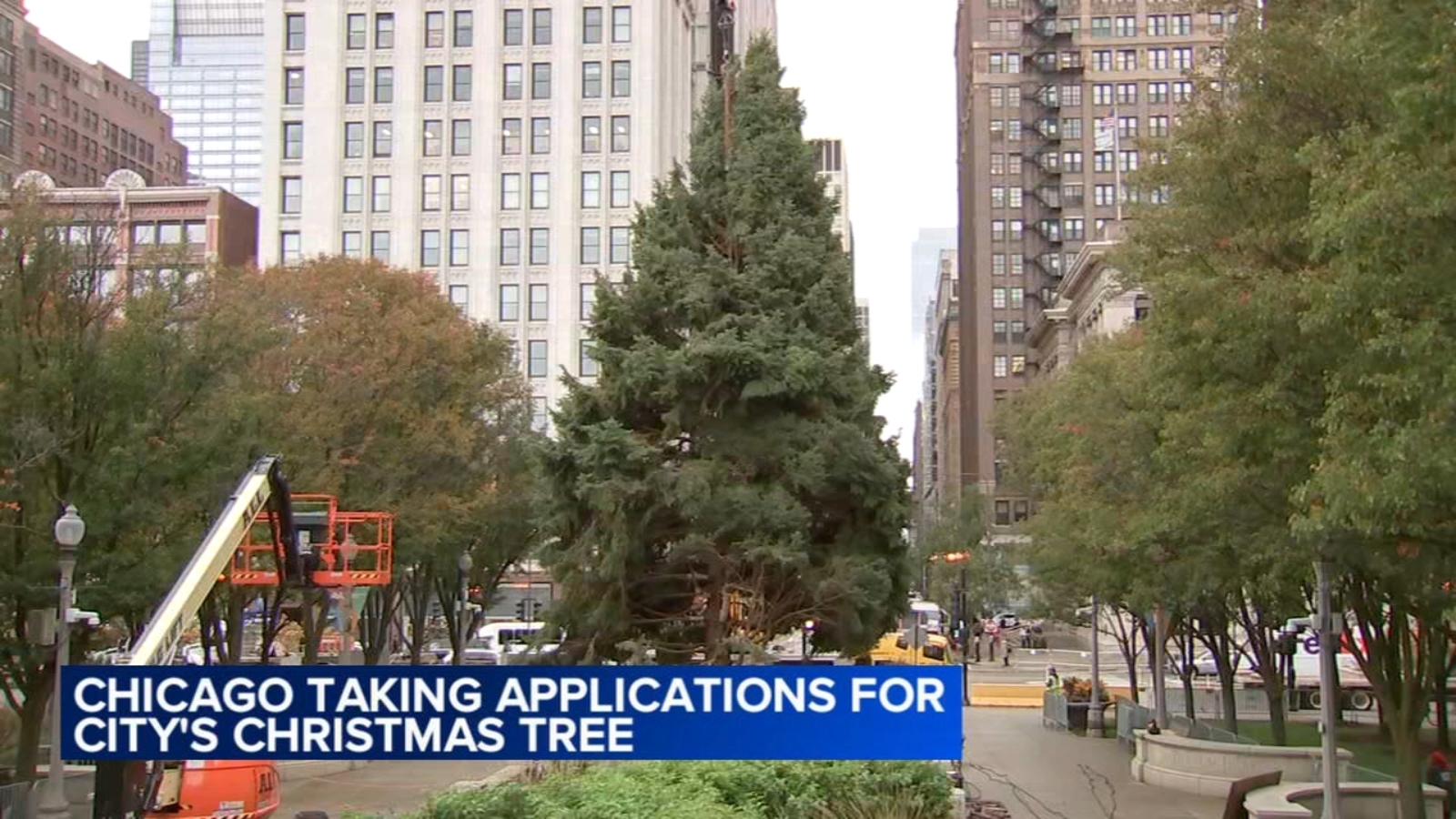 Chicago accepting nominations for official Christmas tree to light up ...