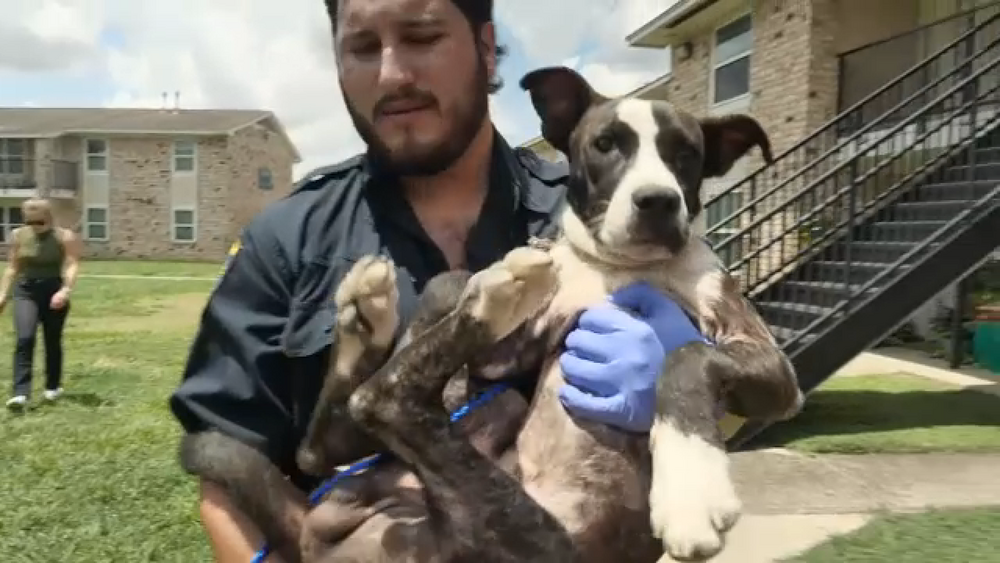 'Real-life' SpongeBob and Patrick discovered in Atlantic Ocean by NOAA ...