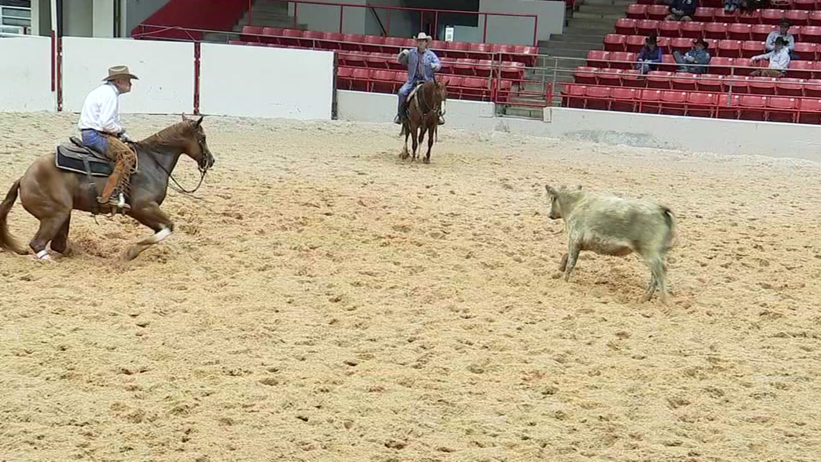 Challenge is on! Horse competition underway at Rodeo Houston - ABC13 ...