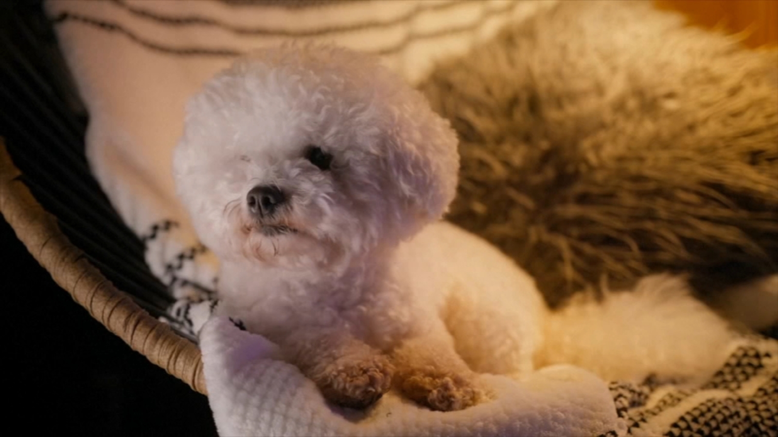 Quick Tip: Pet scam alert - ABC7 Chicago