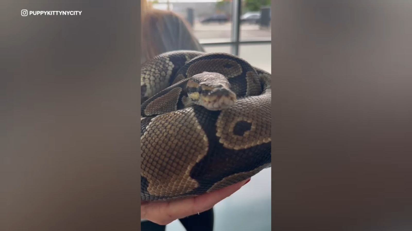 Snakes missing in NYC: One python rescued by Puppy Kitty NYC, two ...