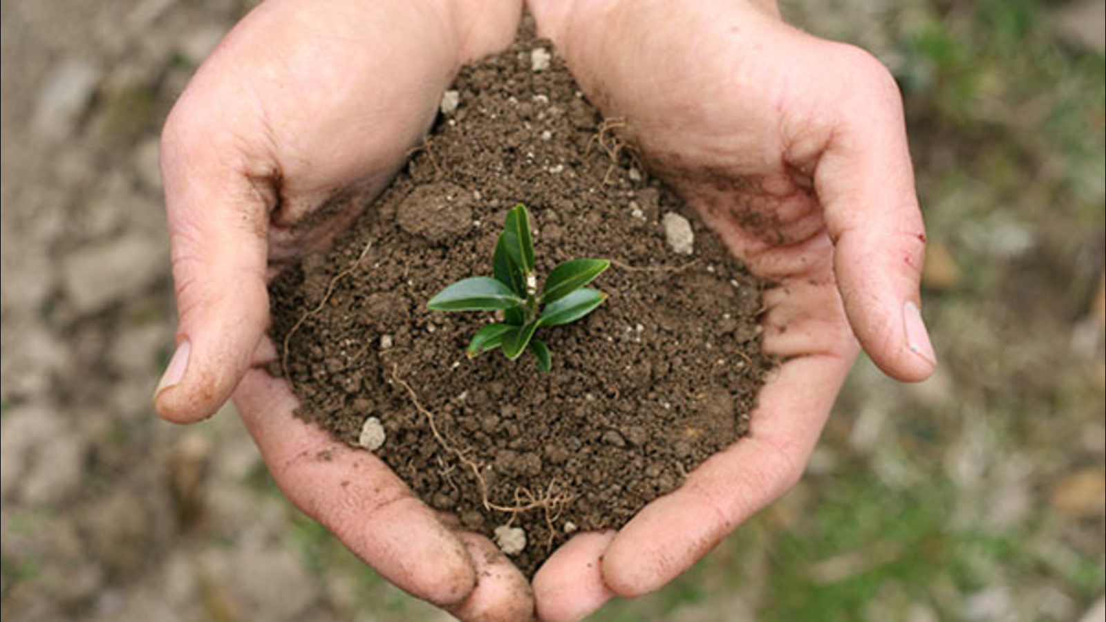 SPONSORED: 5 Seeds to start for your garden right now - 6abc Philadelphia