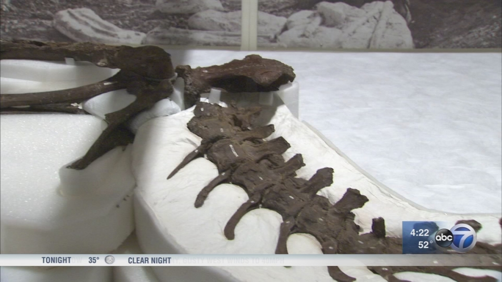 'Specimens' exhibit at Field Museum shows Earth's history - ABC7 Chicago