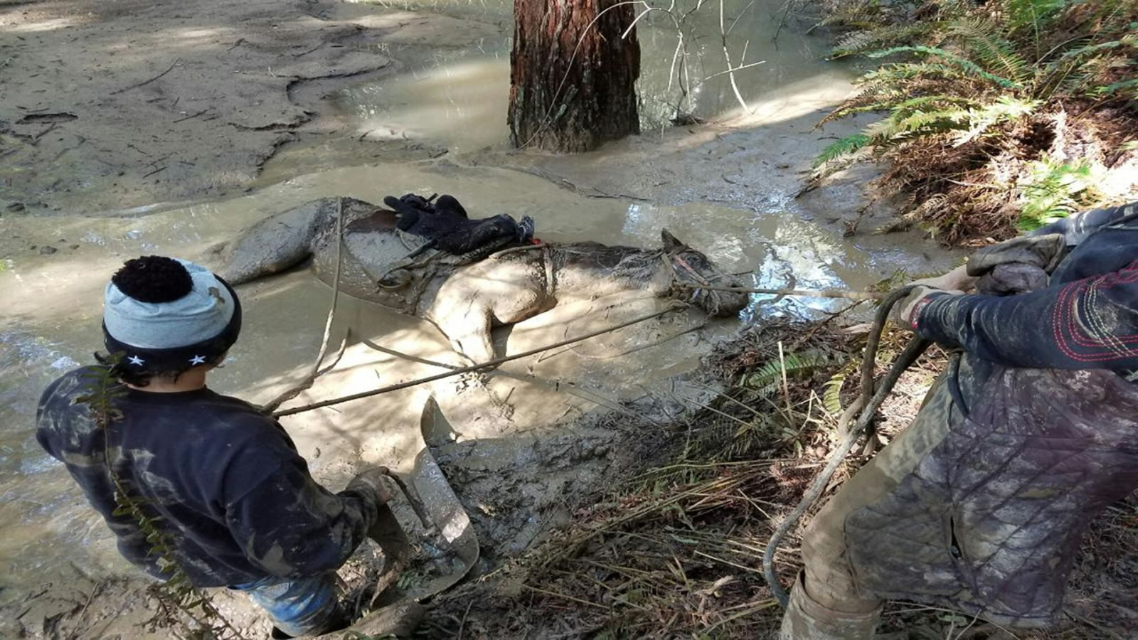 Horse rescued from slick, saturated mud in California mountains - ABC7 ...