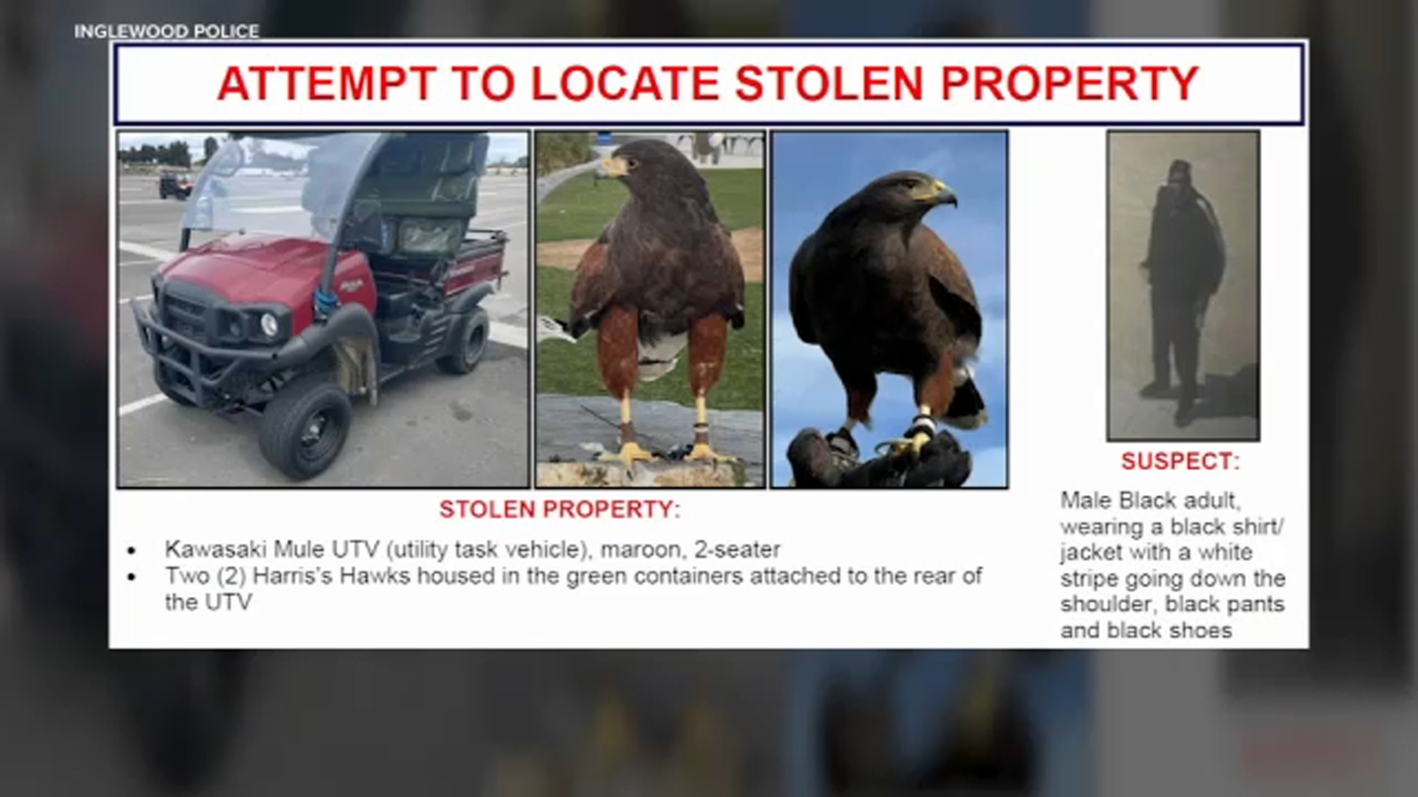 2 hawks in back of UTV stolen from SoFi Stadium, Inglewood police say ...