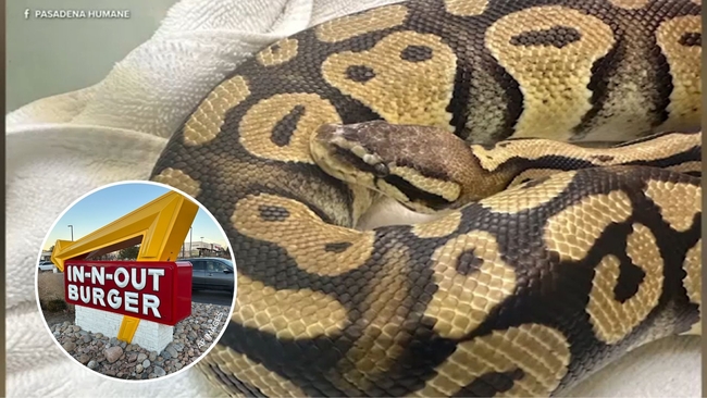 Python found at In-N-Out restaurant in Monrovia, California reunited ...