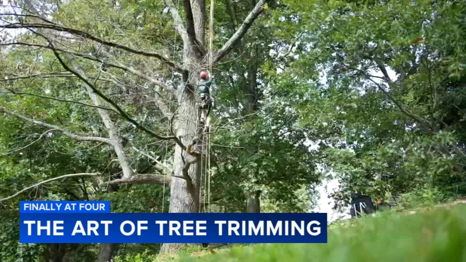 Learning the art of tree trimming - 6abc Philadelphia