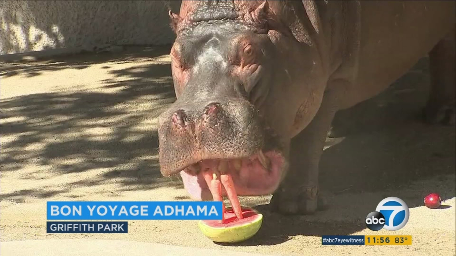 LA Zoo to say goodbye to Adhama the hippo - ABC7 Los Angeles