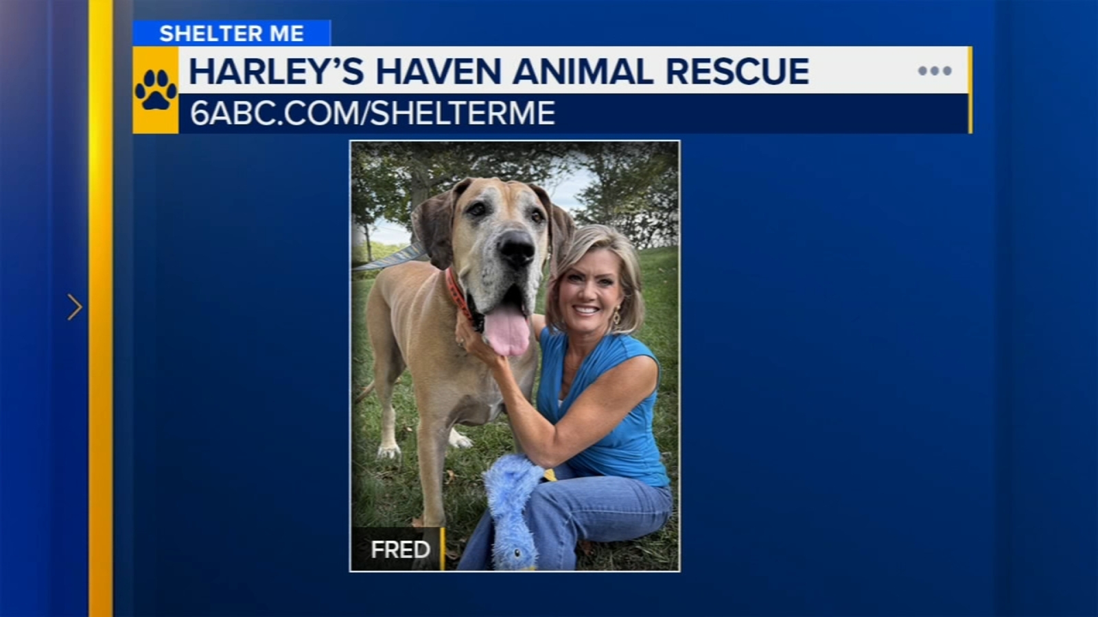 Shelter Me: Meet lovable gentle giant Frederick Lamar from Harley's ...