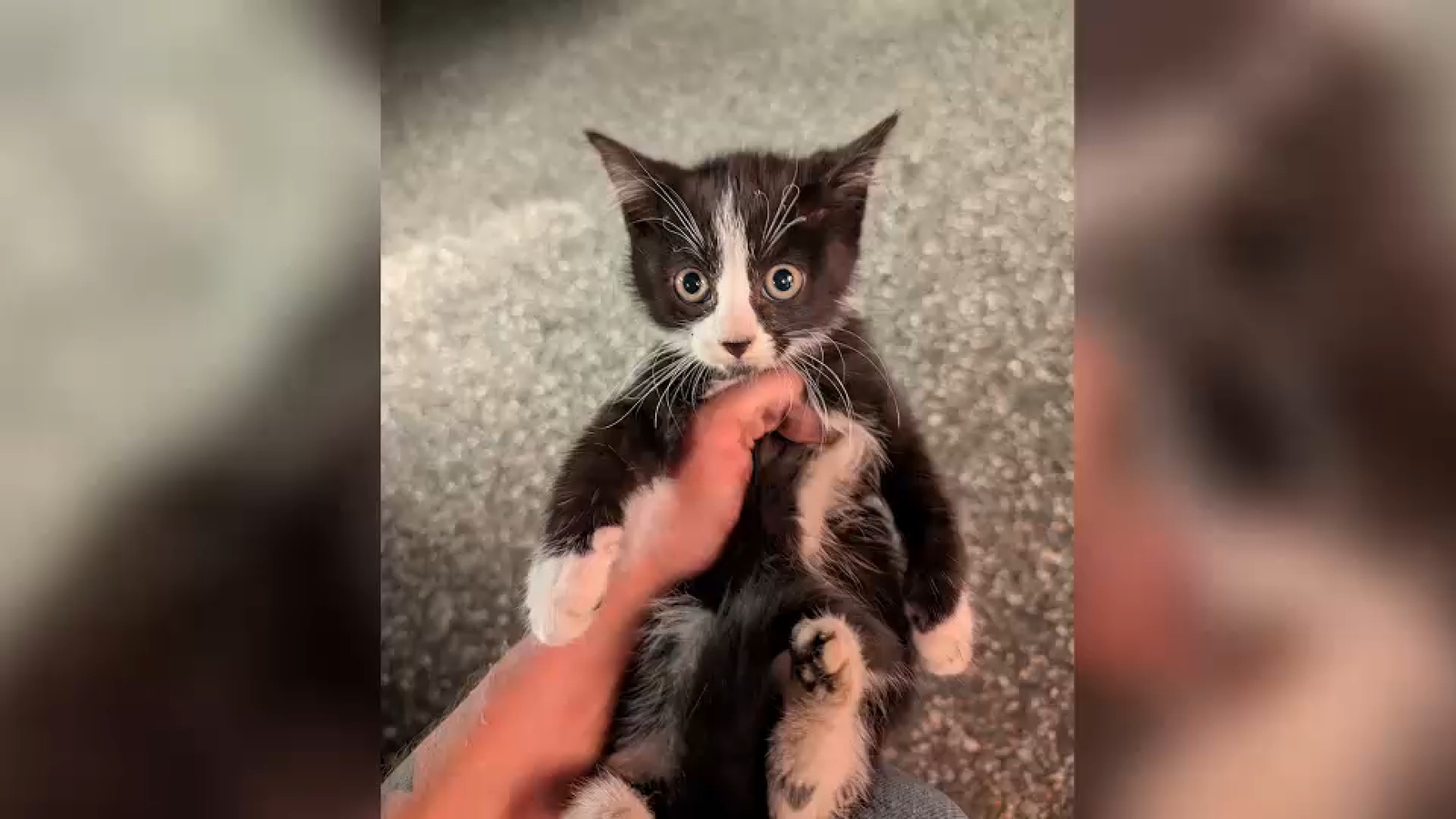 7-week-old kitten rescued after getting stuck in underbelly of car for ...