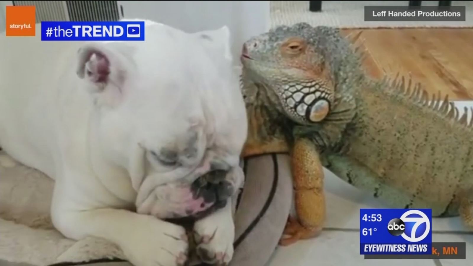 The Trend: Bull dog and iguana are best friends who nap together - ABC7 ...