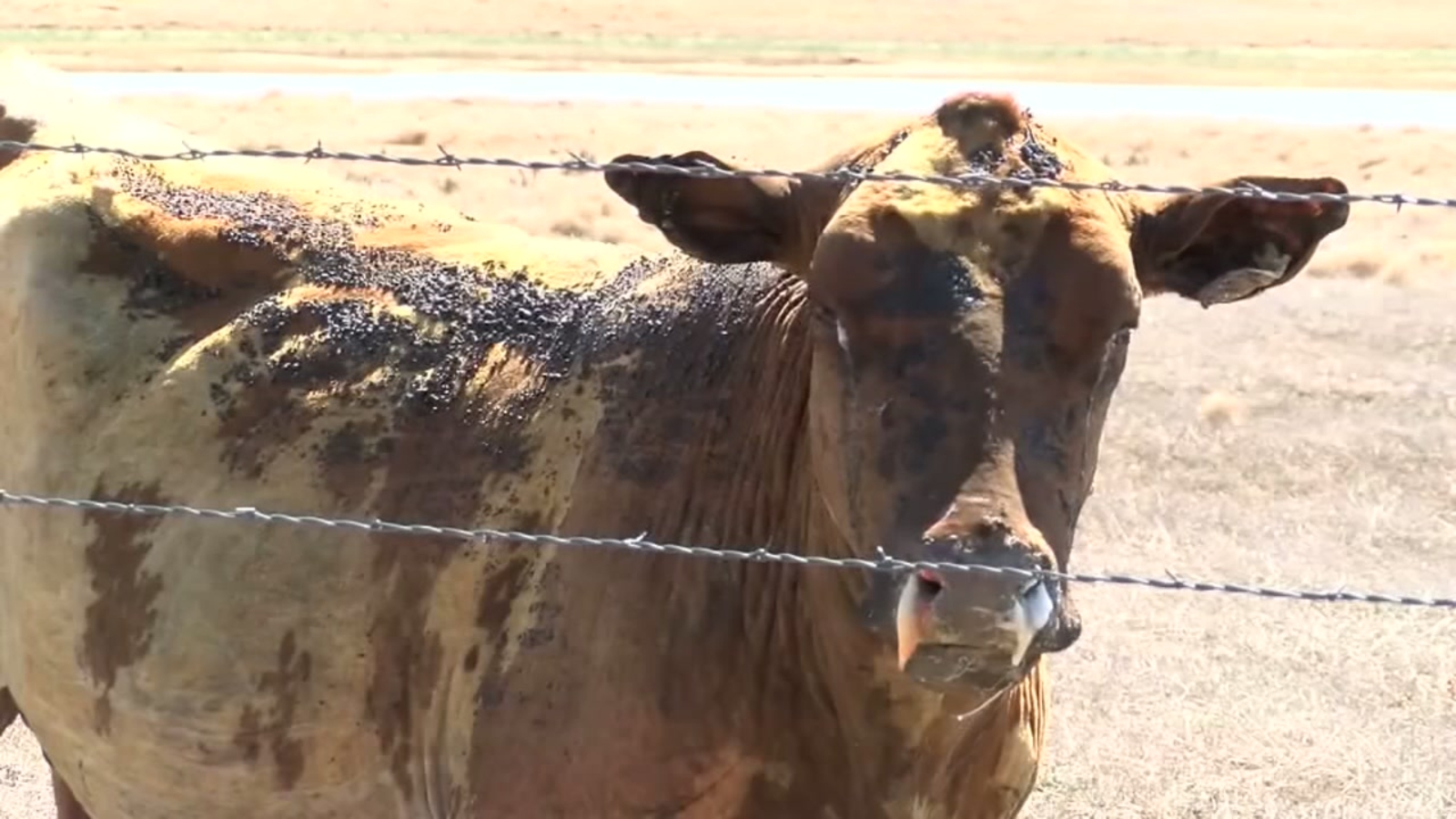 2 of 3 wildfires in Texas Panhandle now fully contained - ABC13 Houston