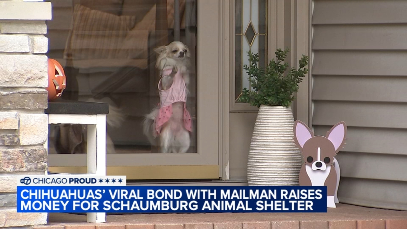 Schaumburg Chihuahua named Frannie, best friend Dan the mailman inspire ...