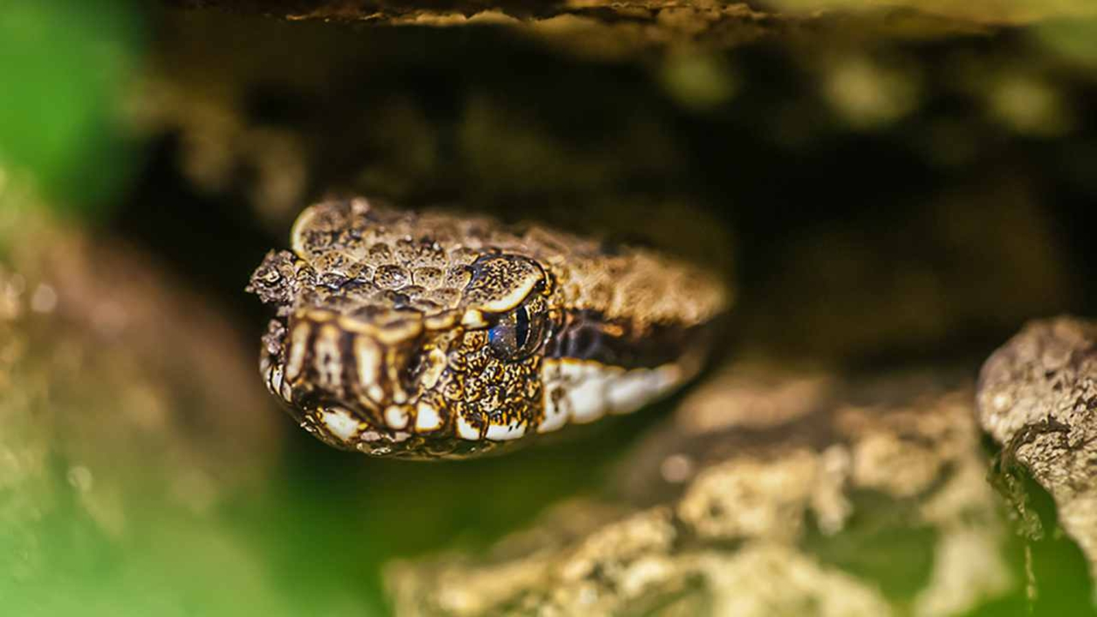Man treated after being bitten by illegal American Viper on Staten ...