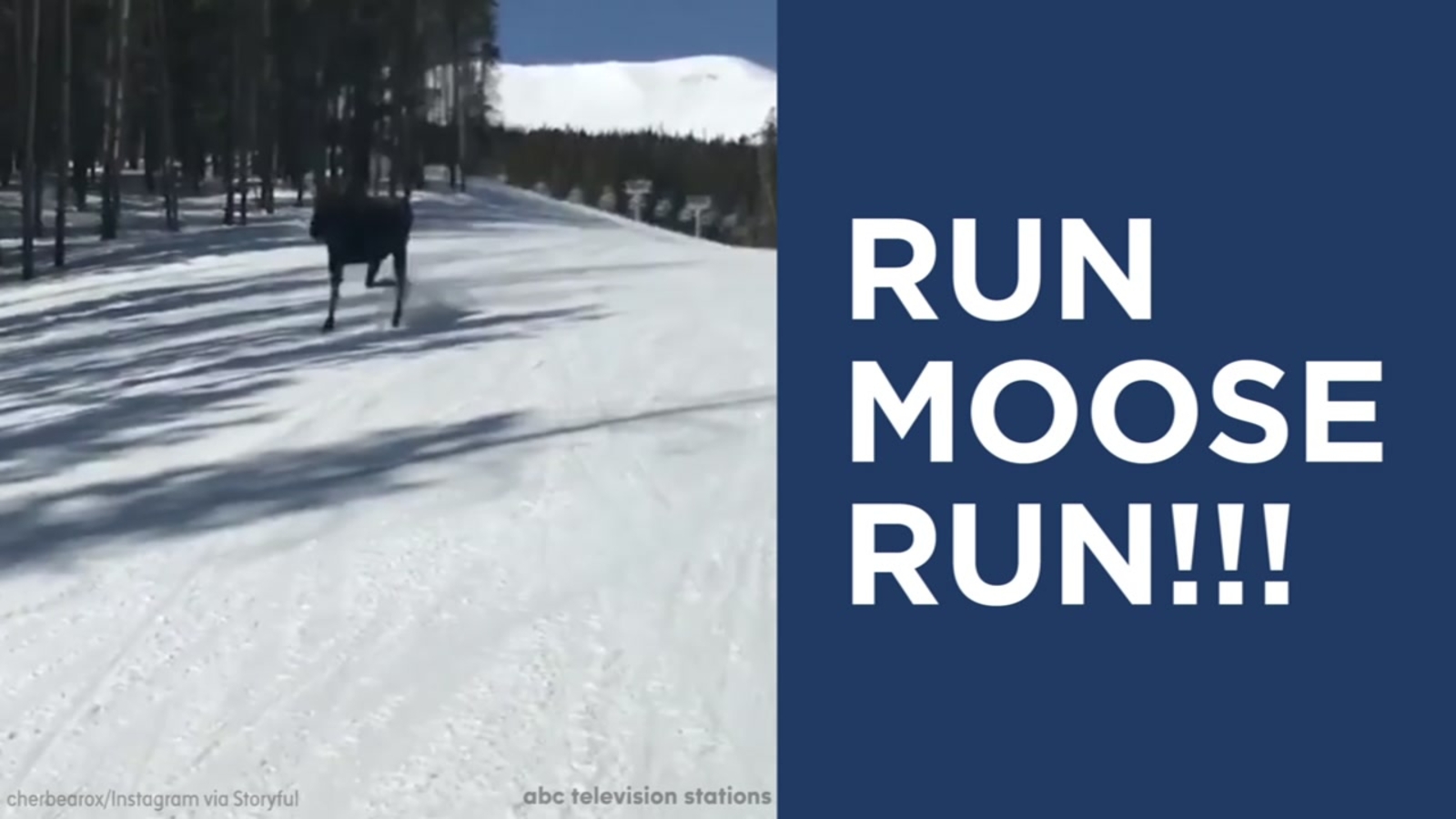 Watch this moose run down the slopes in Breckenridge, Colorado - ABC7 ...
