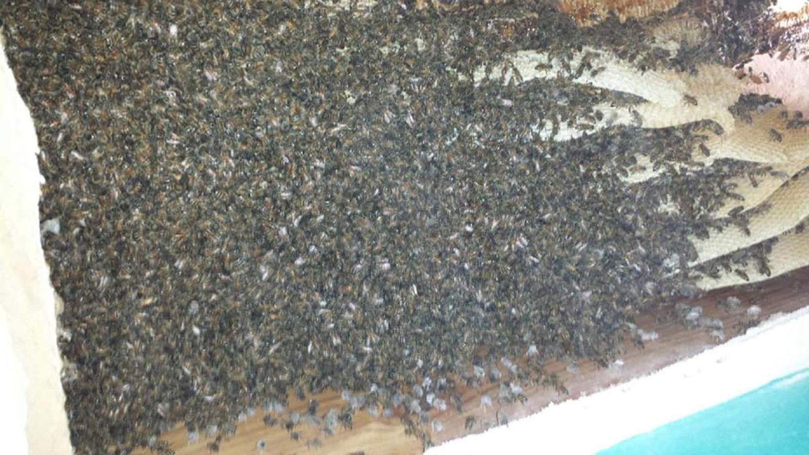 Family relieved after thousands of bees removed from home - ABC13 Houston