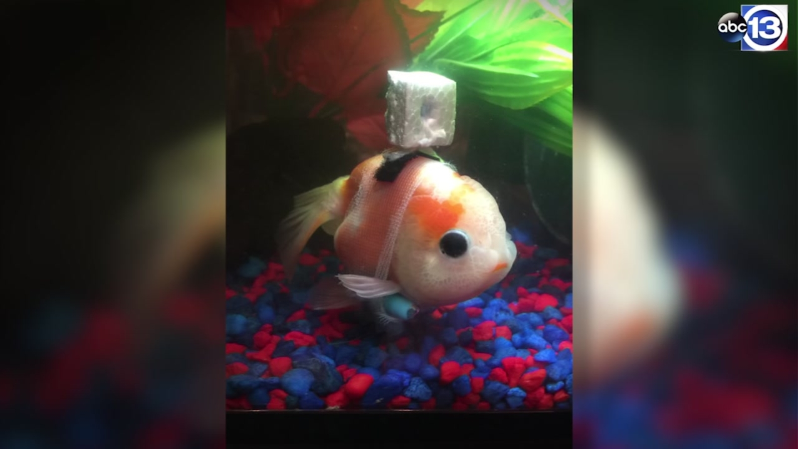 Texas man creates tiny wheelchair for goldfish - ABC11 Raleigh-Durham