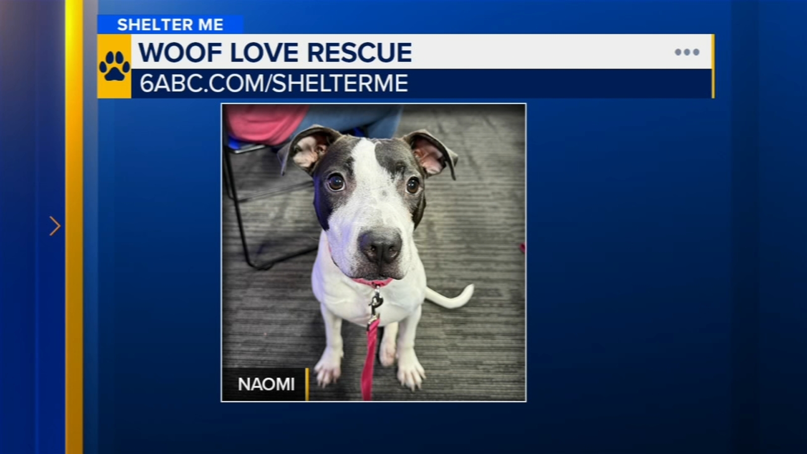 Shelter Me: Meet Naomi from Woof Love Rescue! A 7-month-old survivor ...
