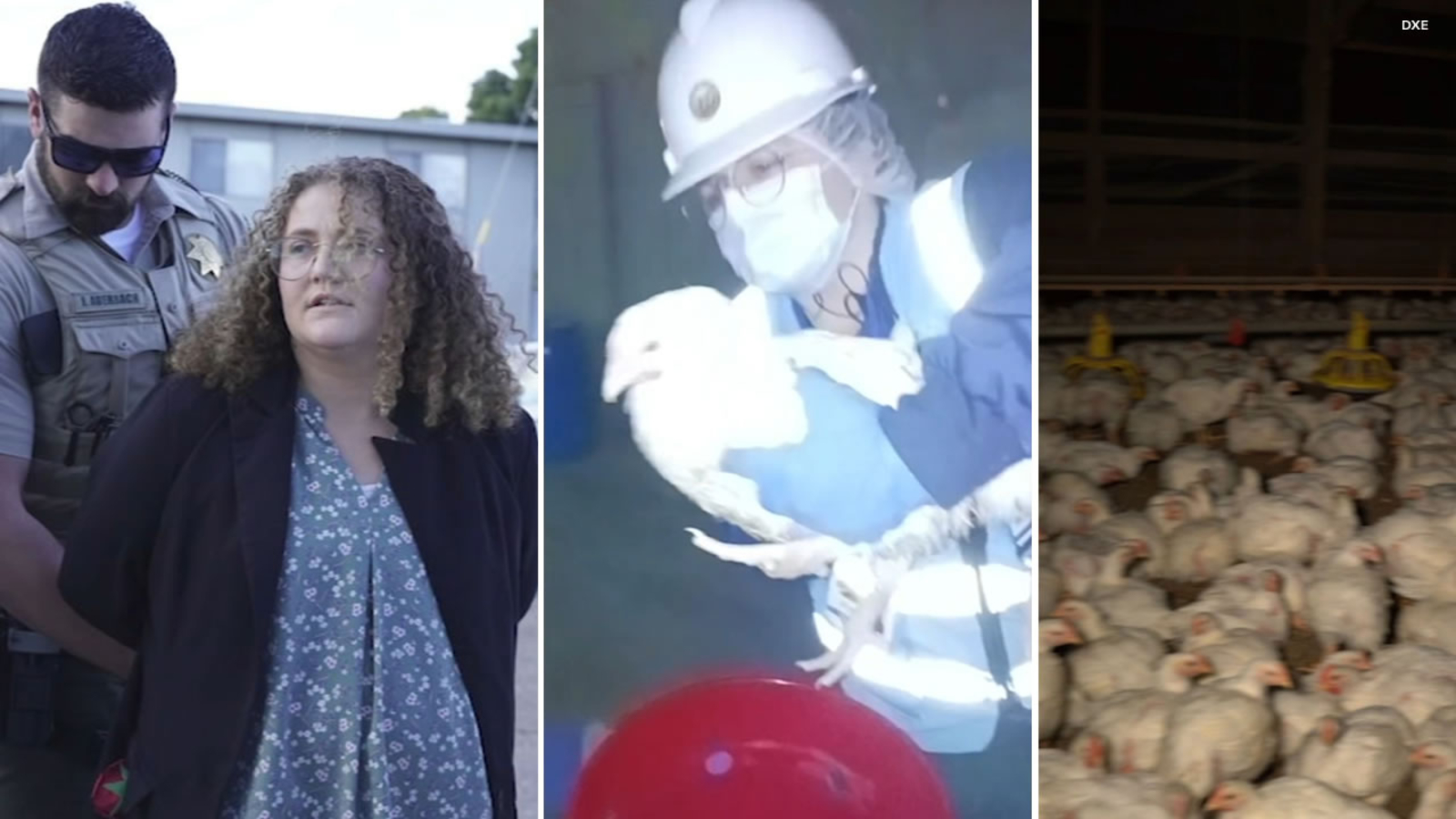 Animal rights activist on trial over chickens taken from Petaluma ...