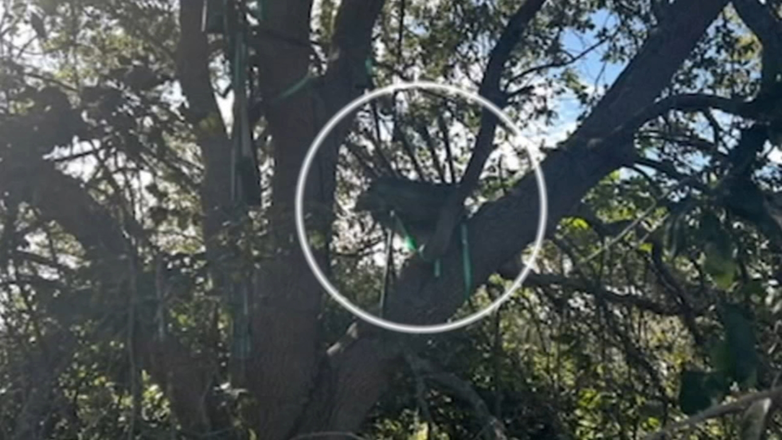 Hunting stand found near Air Force One landing zone in Florida had been there for some time ...