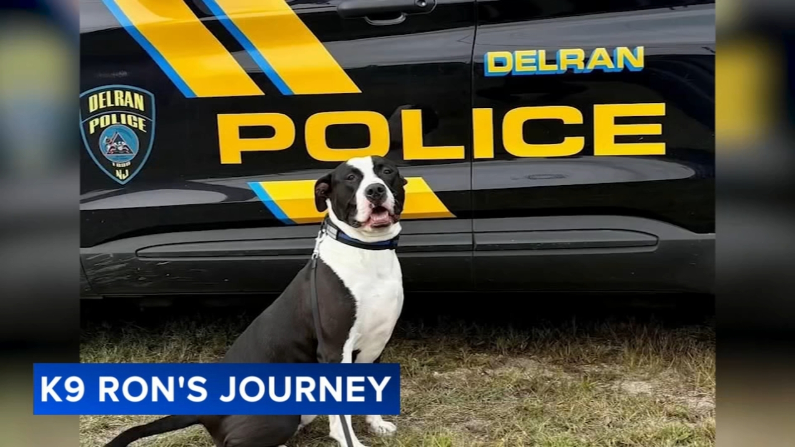 Ron, the narcotics K-9 pit bull, is breaking barriers in Delran, New ...