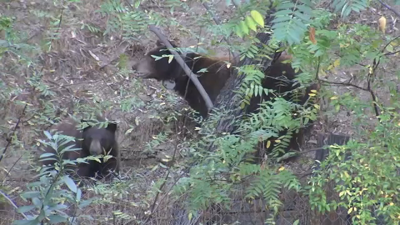 Mama bear and her cubs spotted lounging in tree in backyard of home in Encino neighborhood off ...