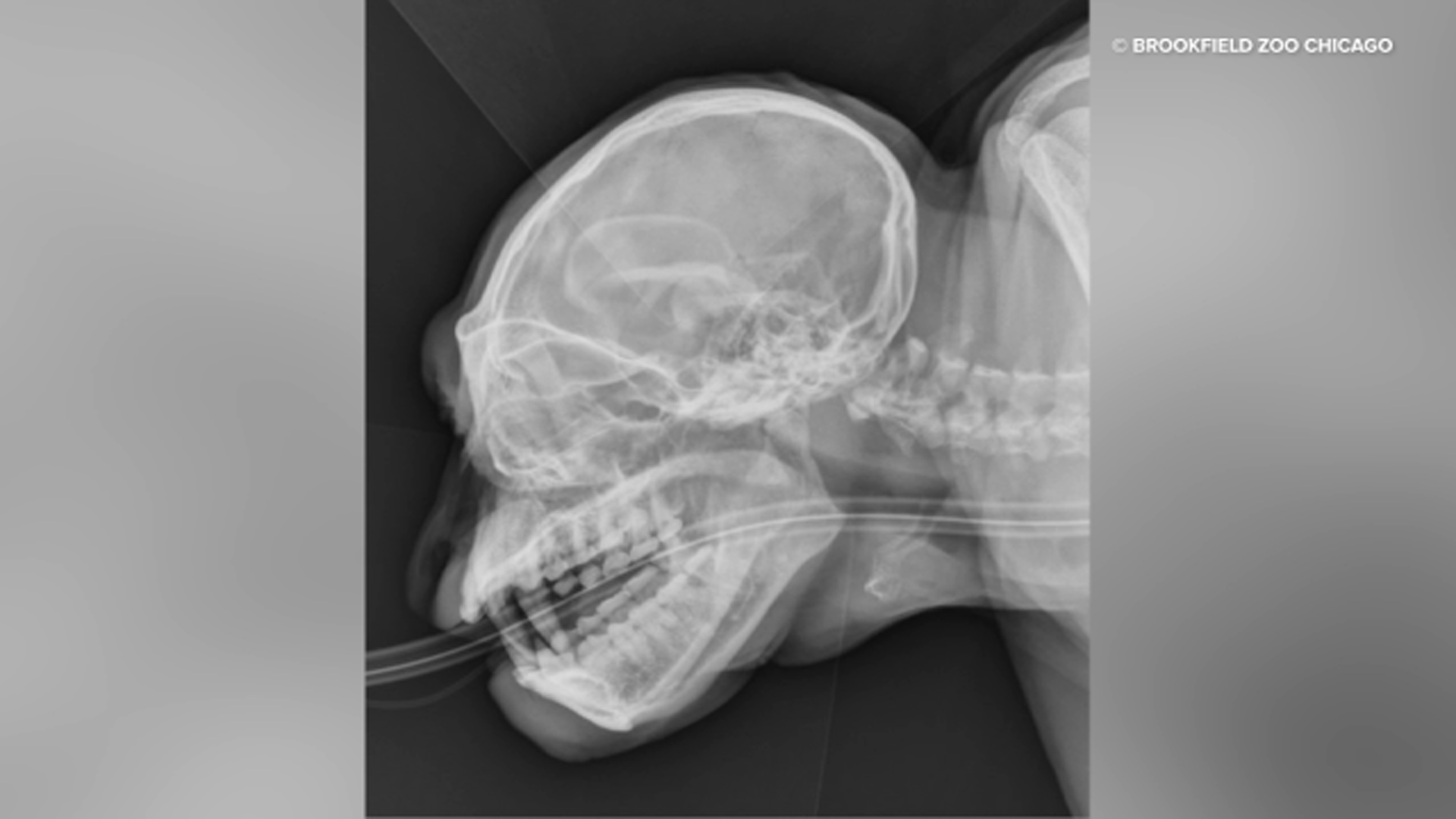 New photos show spooky X-rays of animals at Brookfield Zoo Chicago ...