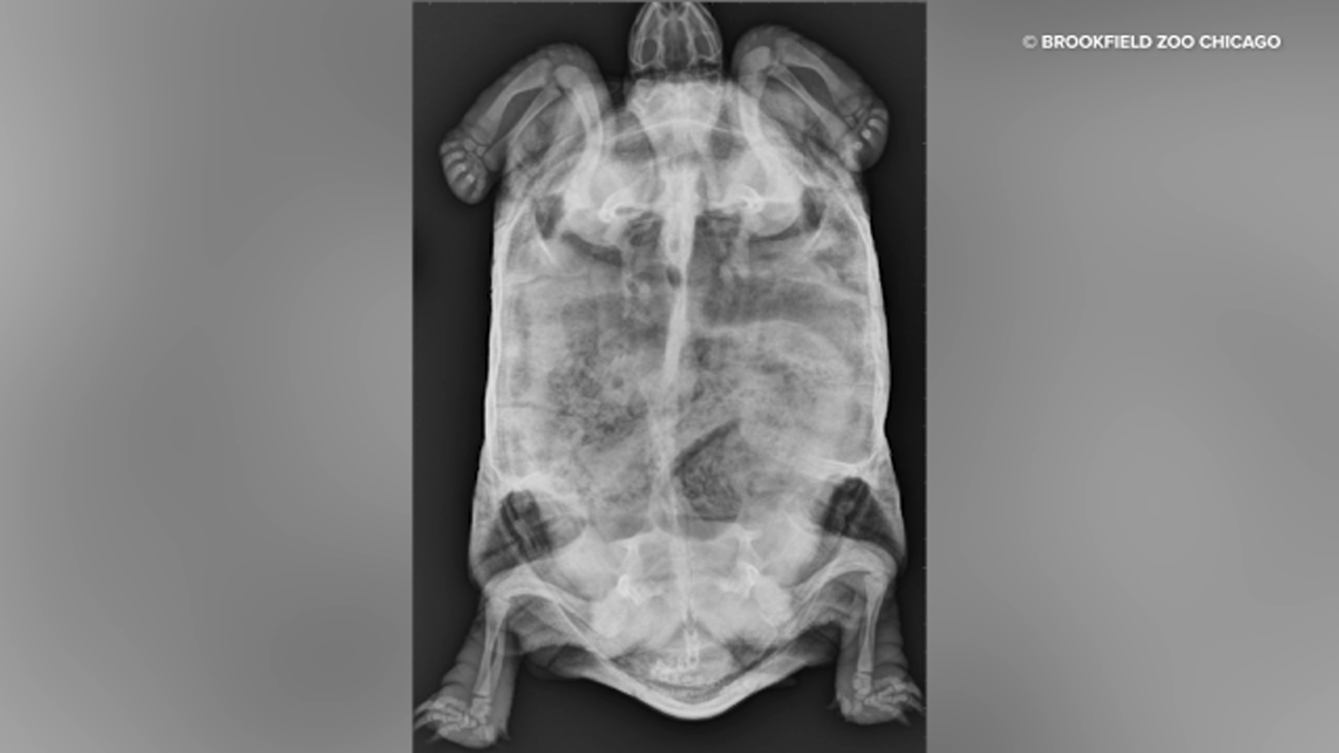 New photos show spooky X-rays of animals at Brookfield Zoo Chicago ...