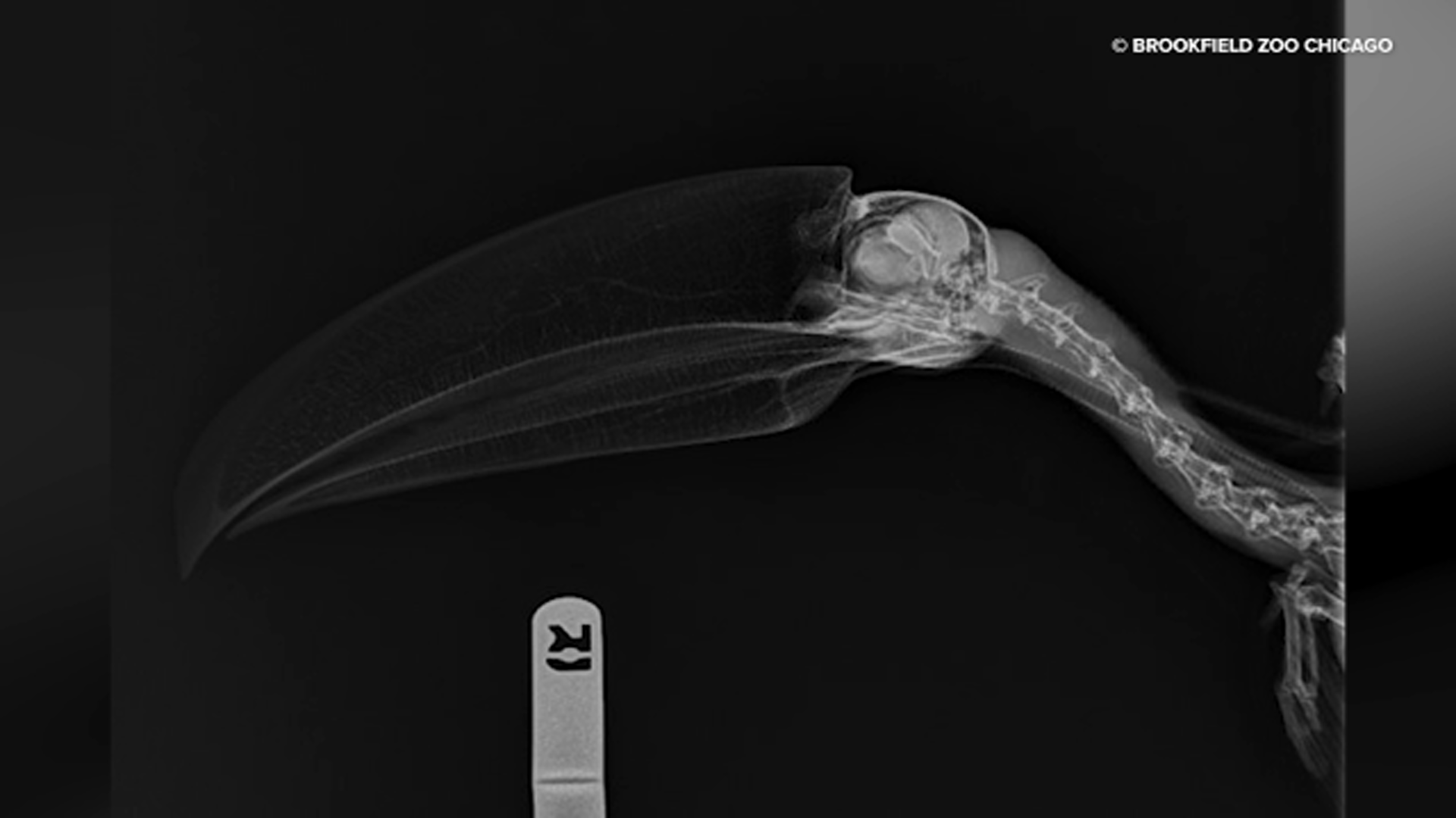 New photos show spooky X-rays of animals at Brookfield Zoo Chicago ...