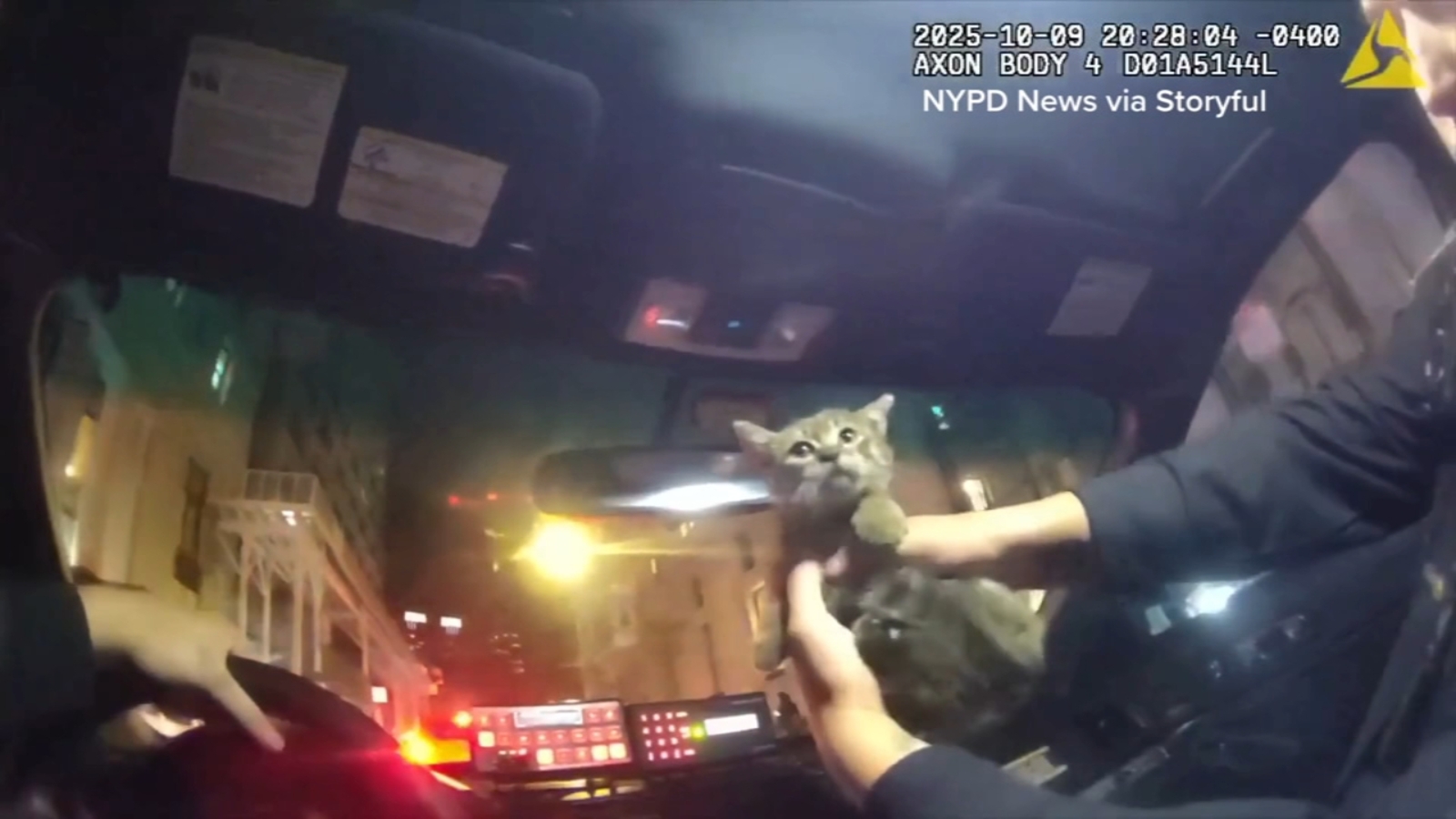 New York police Officer Frank Squillante adopts kitten shortly after ...