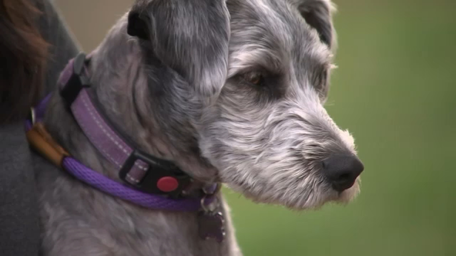 Dog hospitalized after ingesting meth at Los Alamitos park - ABC7 Los ...