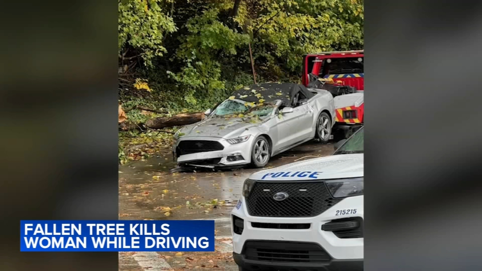 Woman killed after tree falls on moving car in the East Falls section of Philadelphia - 6abc ...