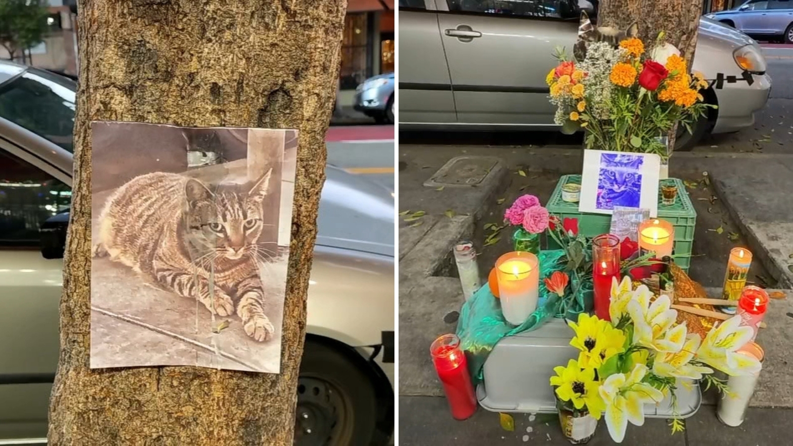 San Francisco Mission District neighbors mourn 'KitKat,' a bodega cat ...