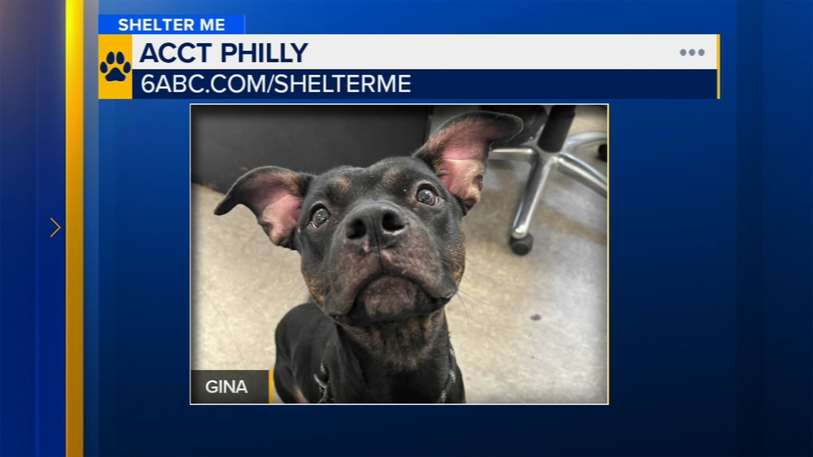 Shelter Me: Meet Gina, an adorable young pup at ACCT Philly looking for ...