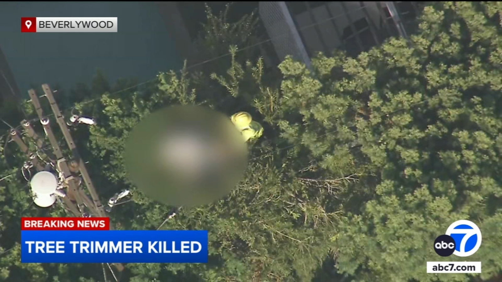 Tree trimmer killed after coming in contact with power lines while 30 ...
