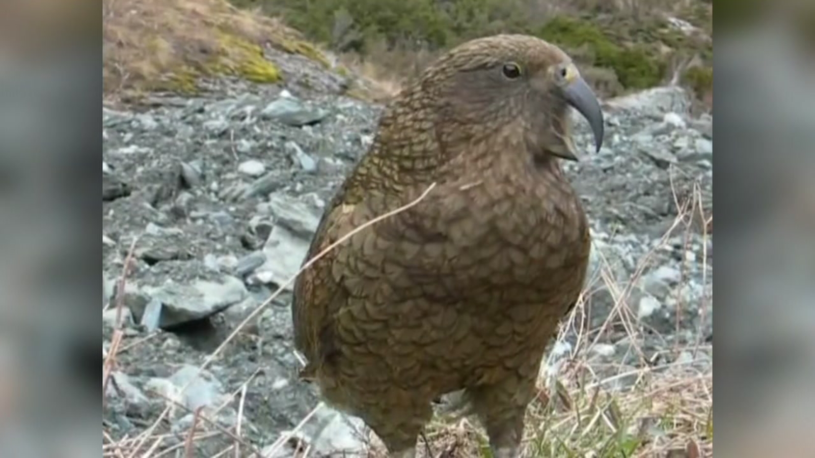 Researchers say Kea Parrots join each other in laughter - ABC7 San ...