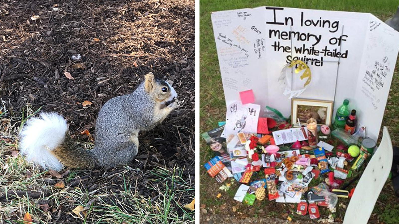 Beloved University of Houston squirrel dies - ABC7 New York