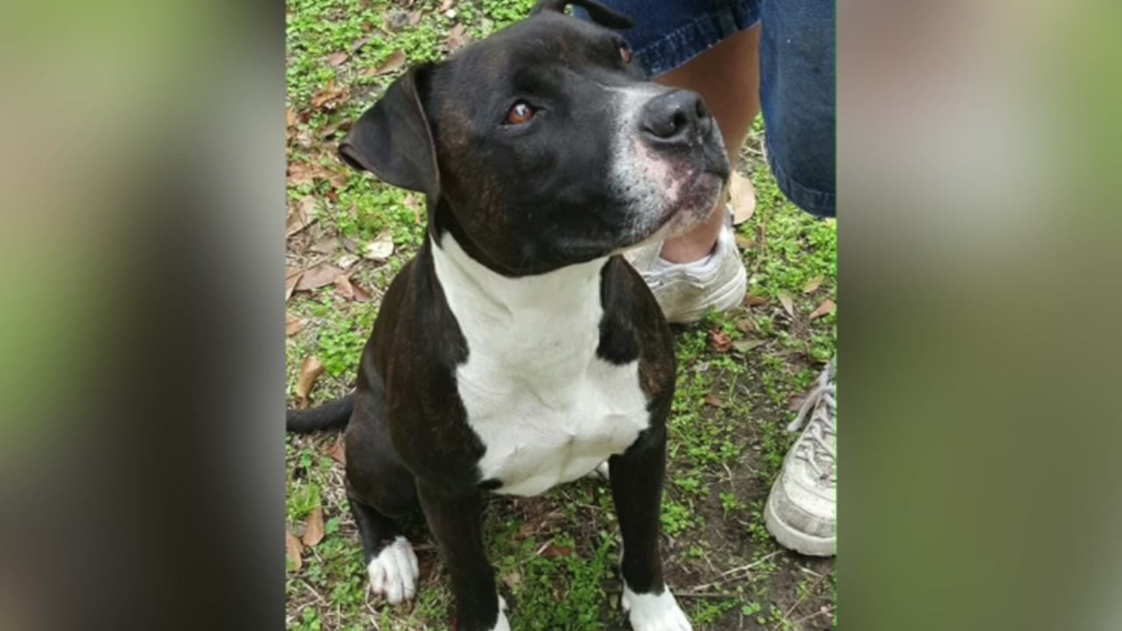 Meet the rescued animals that captured Deborah Wrigley's heart - ABC13 ...