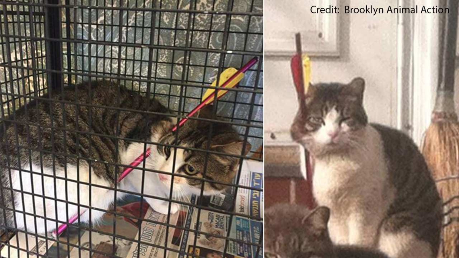 Cat found shot with crossbow in Gerritsen Beach, Brooklyn - ABC7 Chicago