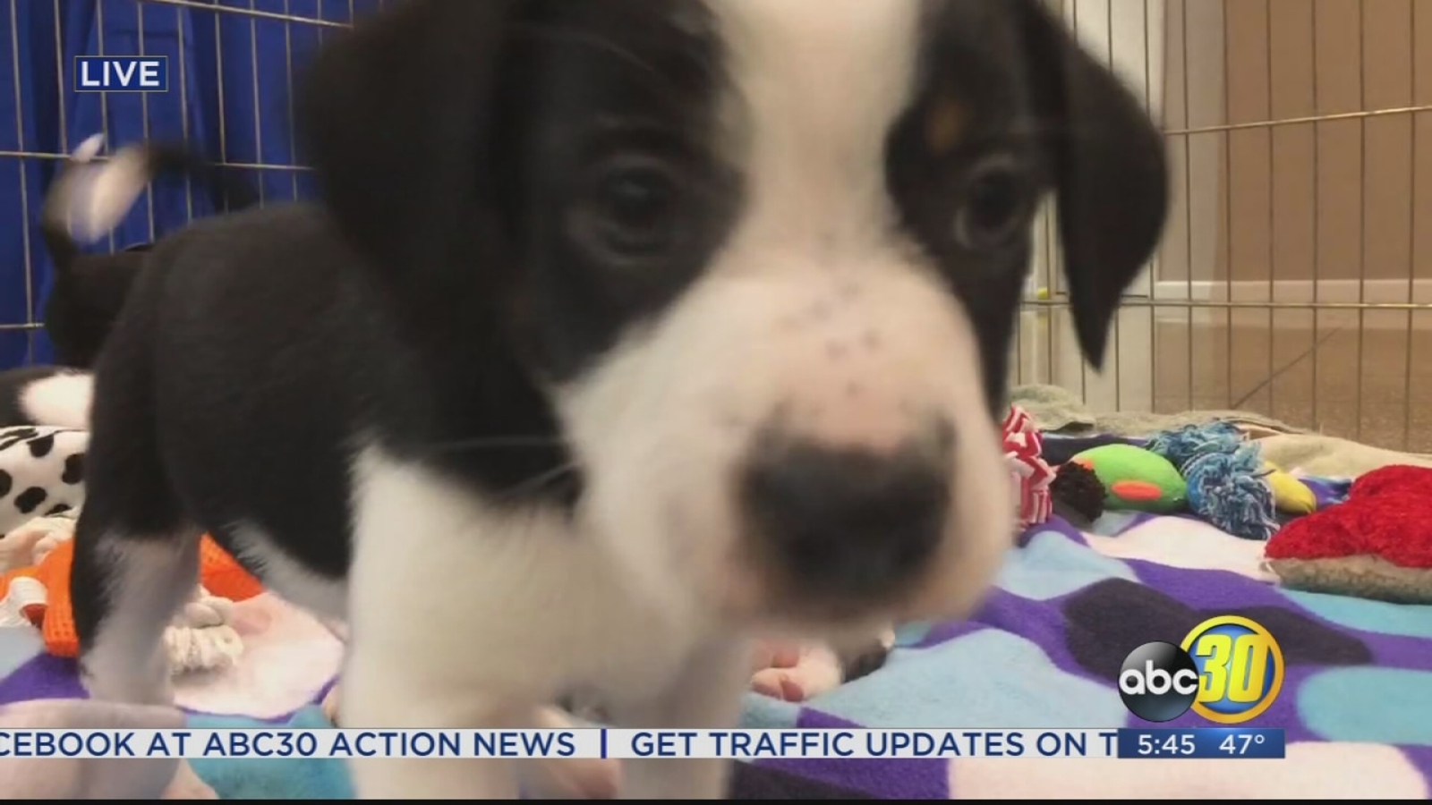 Puppies look for their forever home - ABC30 Fresno