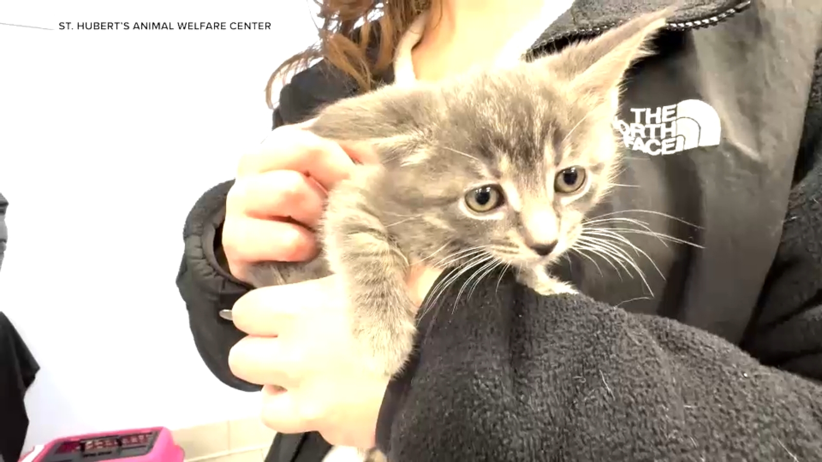 First 'Kitten College' program in New Jersey teaches shelters, rescues ...