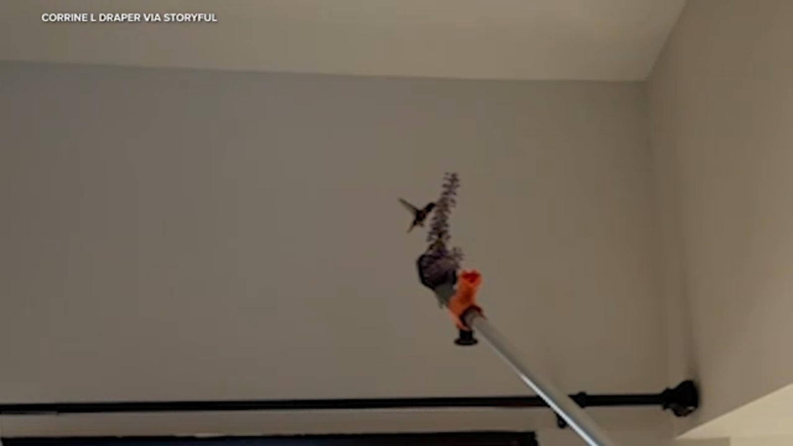 Oxnard couple saves trapped hummingbird using pole and flower - ABC7 ...