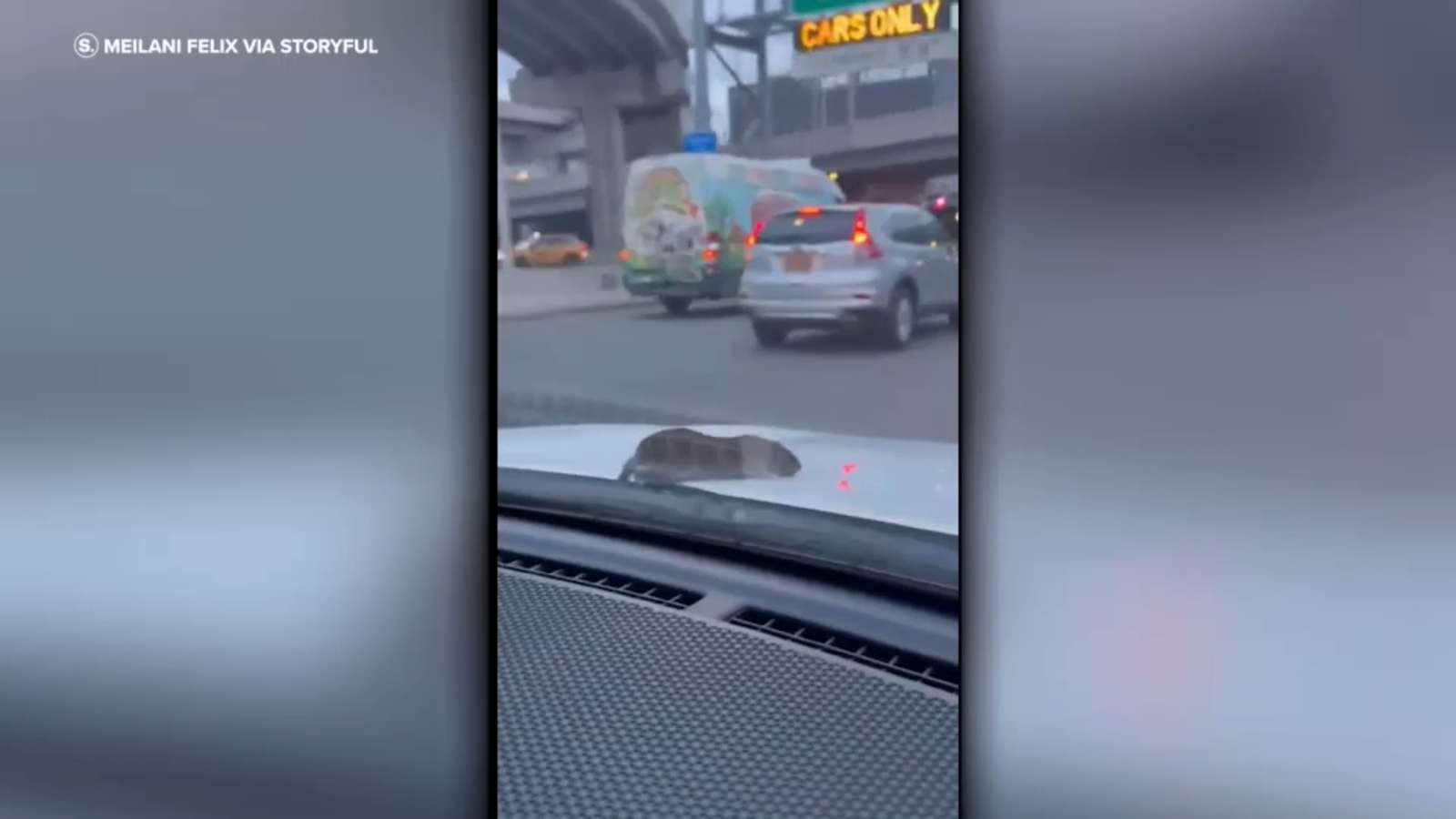Rat catches ride to LaGuardia Airport on hood of car in viral NYC video ...