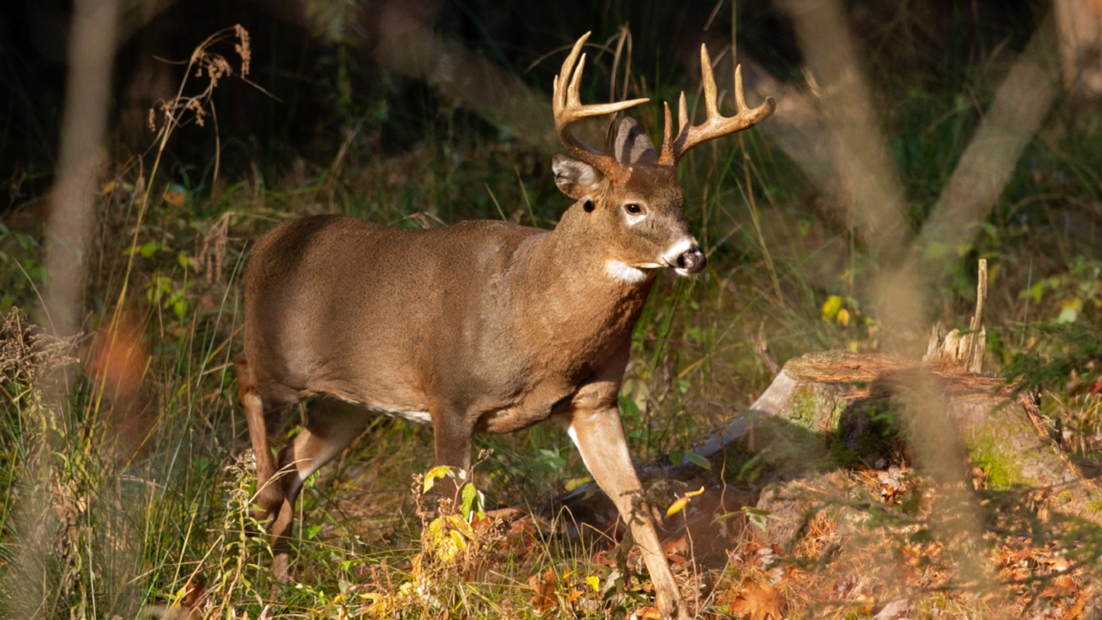 Chronic wasting disease in Edgecombe County deer confirmed by National ...