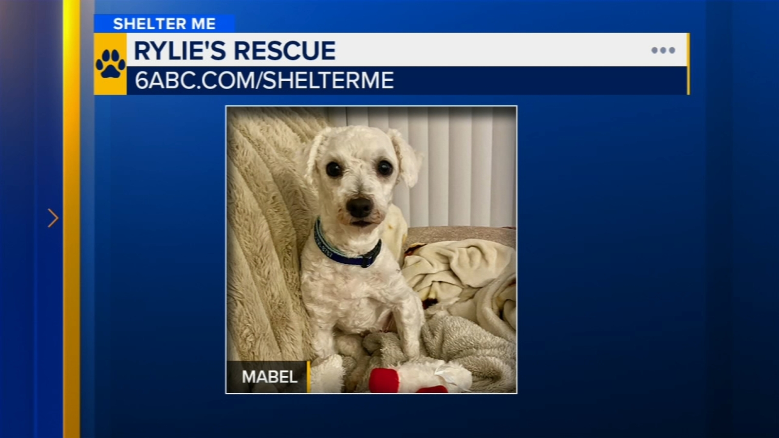Shelter Me: Meet sweet Mabel from Rylie's Rescue! - 6abc Philadelphia