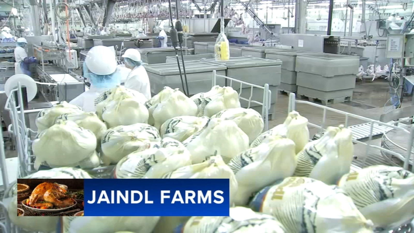 Jaindl Turkey Farm Prepares for Thanksgiving - 6abc Philadelphia
