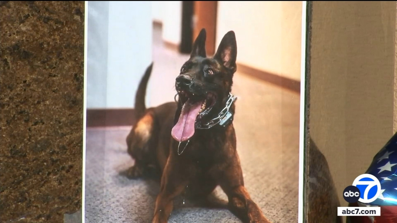 Burbank community mourns police dog shot, killed by armed man - ABC7 ...