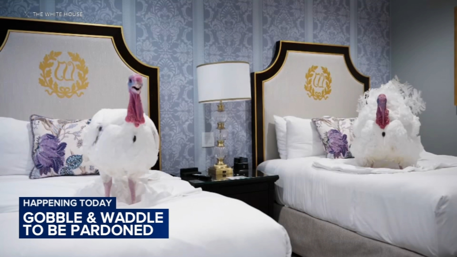 Thanksgiving 2025: Waddle and Gobble, North Carolina Turkeys receive ...