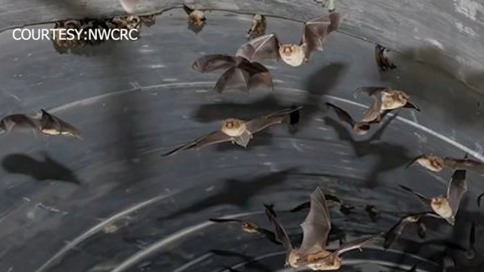 Large bat colony discovered in Wake County stormwater system - ABC11 ...